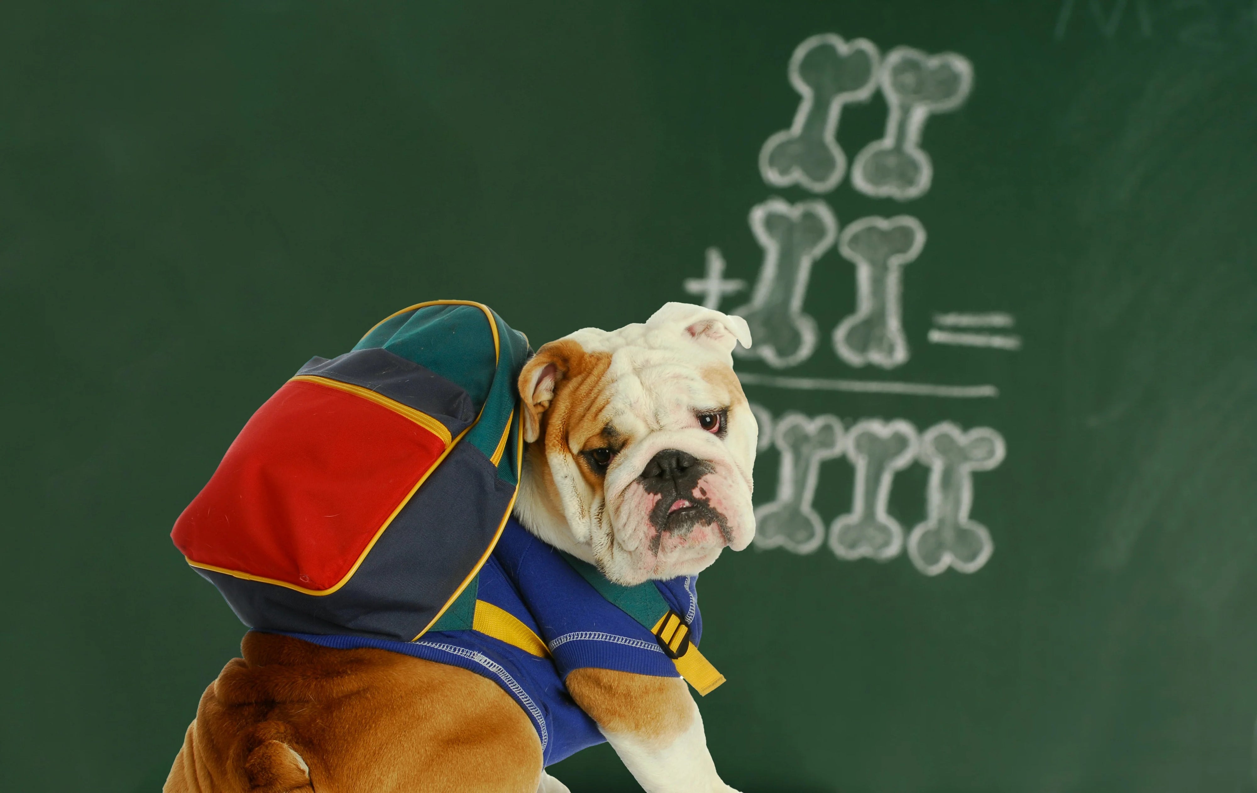 Bulldog Bark Edition 2: Time to Hit the Books... – Brentwood PTA
